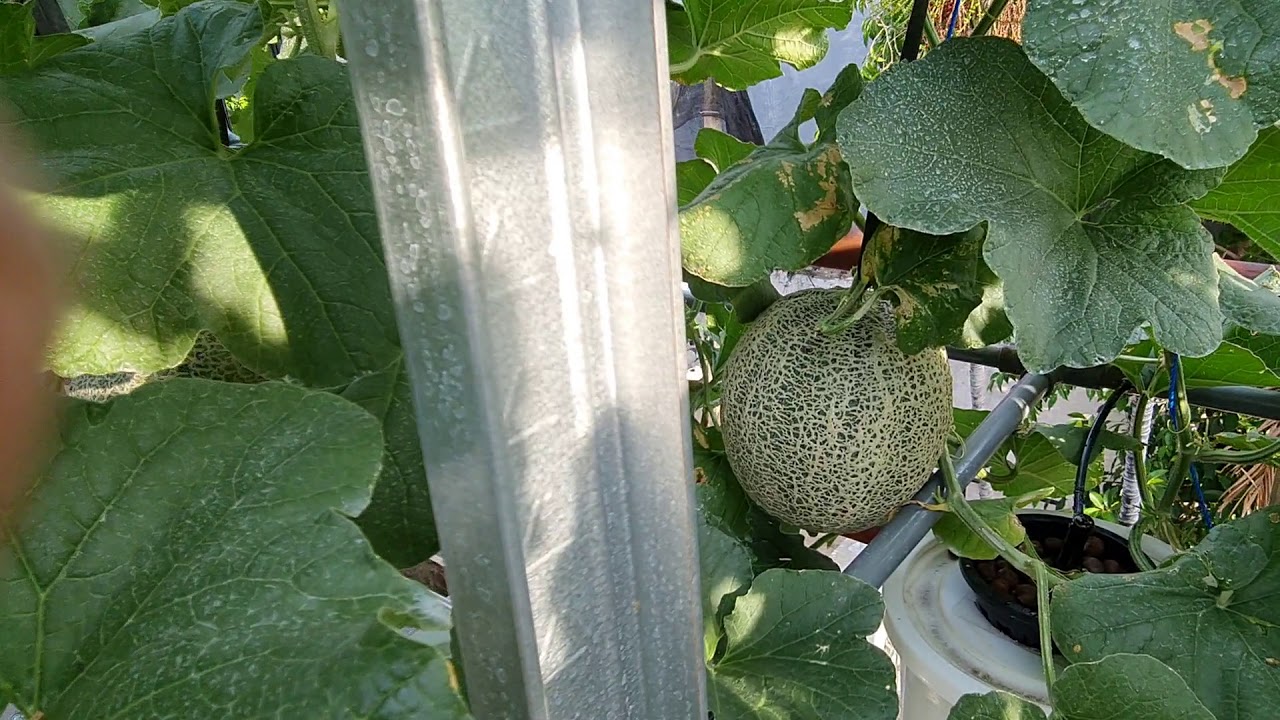 Pemeliharaan melon merlin hidroponik sistem dutch bucket 50 HST - YouTube