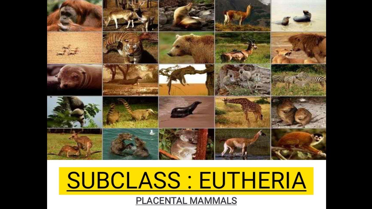 SUBCLASS : EUTHERIA - YouTube