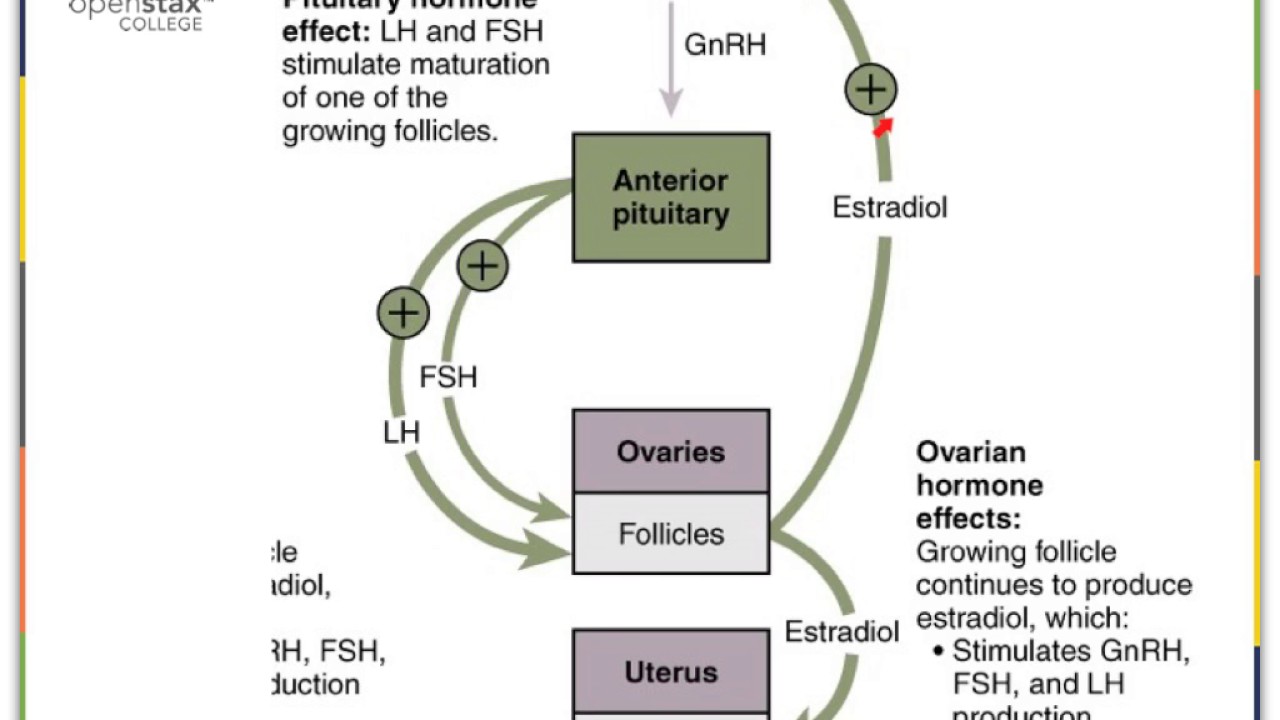 09G Female Reprod Review Hormones - YouTube