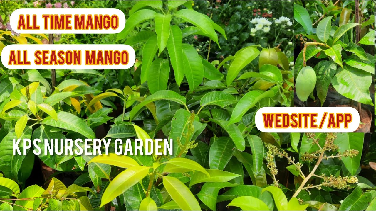 ALL TIME MANGO | ALL SEASON MANGO | RARE FRUITS PLANTS | KPS NURSERY ...