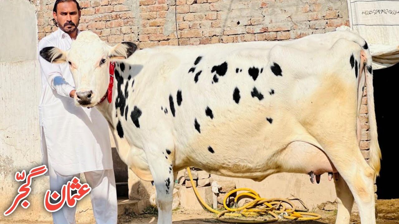 Usman Gujjar | HF Breed | Australian cows | imported breed | jani - YouTube