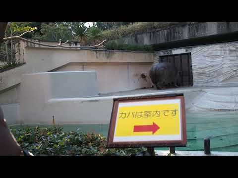 上野動物園　カバ　2018.1.10