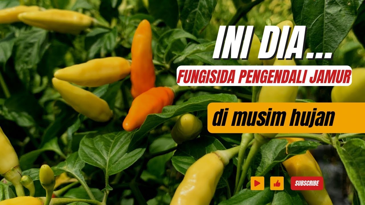 CARA PENGENDALIAN SERANGAN BERBAGAI JENIS JAMUR PATOGEN PADA TANAMAN ...