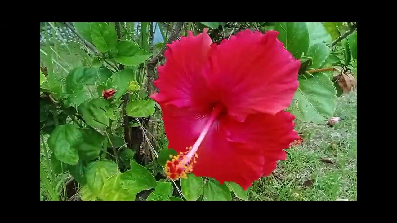 Flexing the Different kinds of Simple Flowers in the SCC Garden - YouTube
