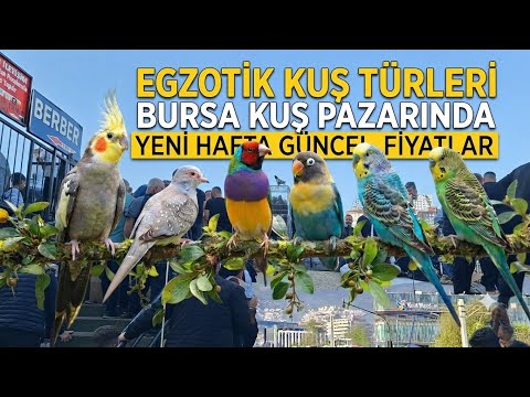 Egzotik kuş pazarında yeni hafta güncel fiyatlar,muhteşem renkler ve türler.
