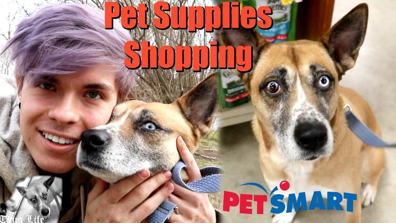 PET SUPPLIES SHOPPING WITH NOVA - YouTube