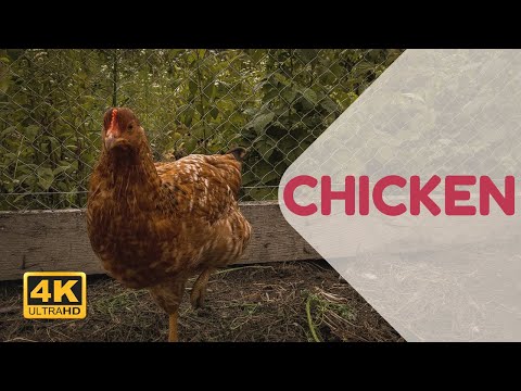 Cute and funny moments of animals - Chicken - 4K