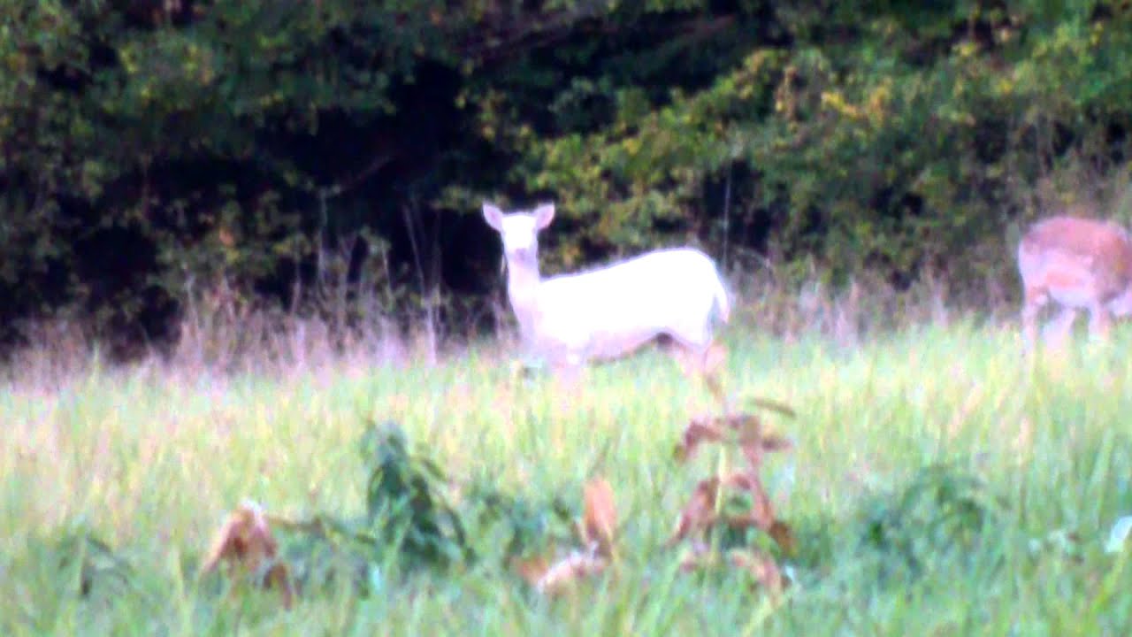 The WHITE DOE in the forest - YouTube