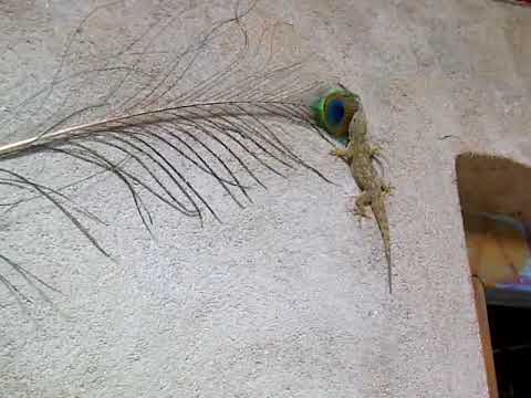 who says lizard'll not be at home if we keep peacock feather at home ...