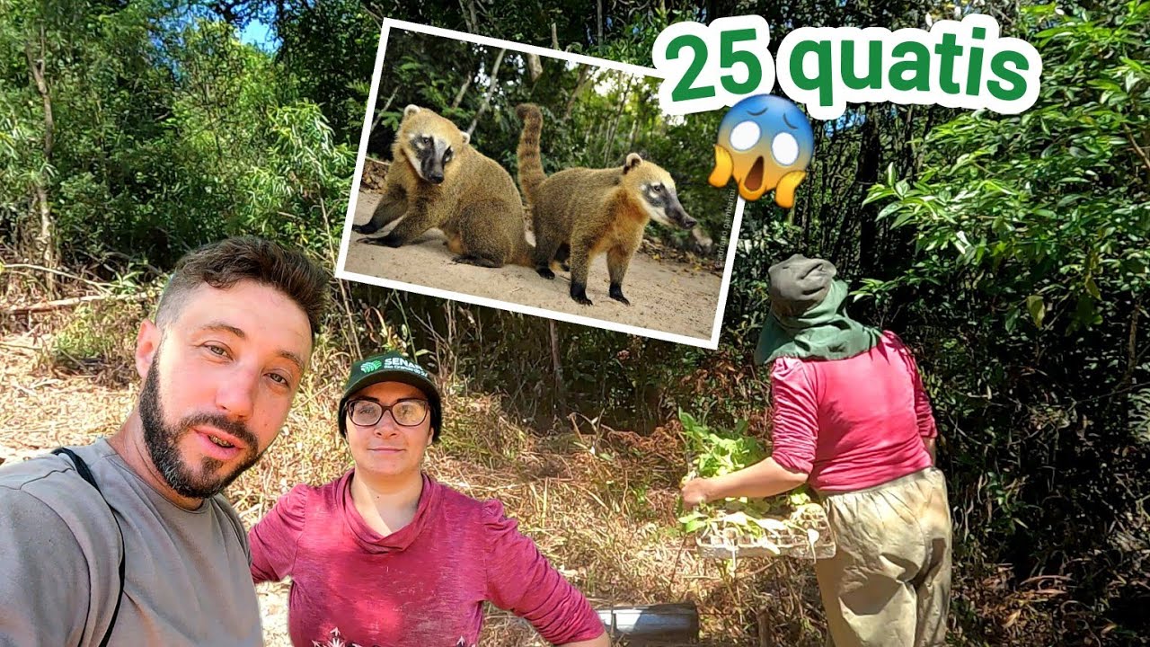 PLANTANDO FUMO E SURPRESA NA ROÇA/UM BANDO GRANDE DE QUATIS APARECEU ...