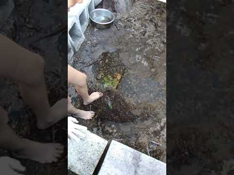 Kids rolling in pig pen in the mud - YouTube