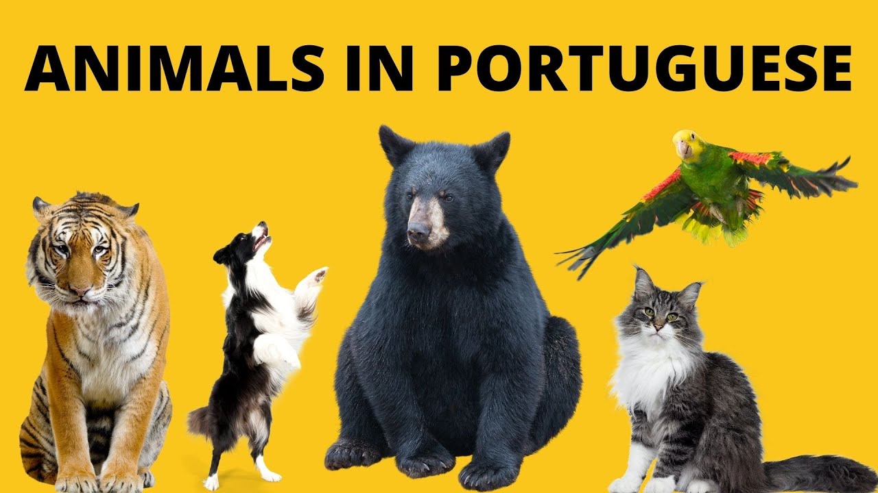 ANIMALS IN PORTUGUESE - VOCABULARY - How to pronounce the animals in ...