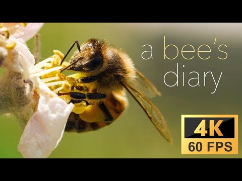A Bees Diary   4K 60 Fps Turkce Dublaj