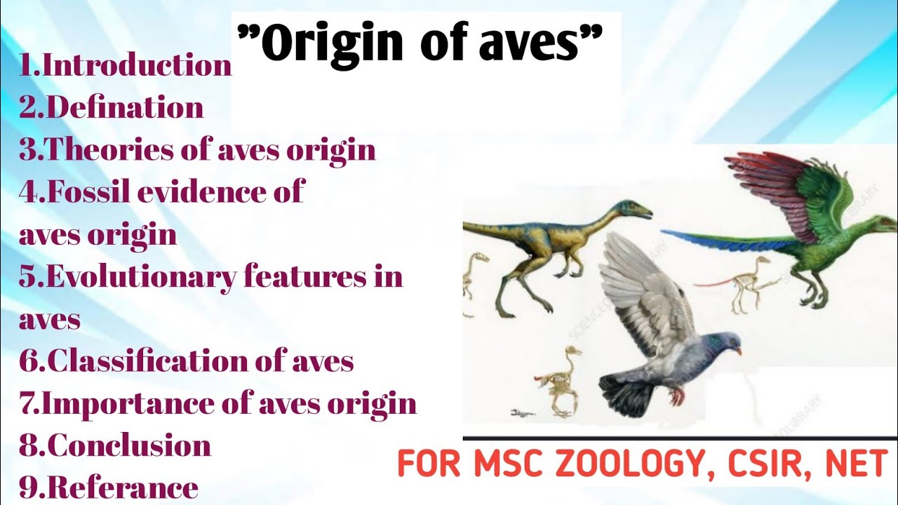 Origin of aves | Theories of aves origin | Evolution of aves ...