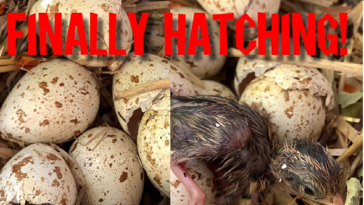 Quail are hatching! - YouTube