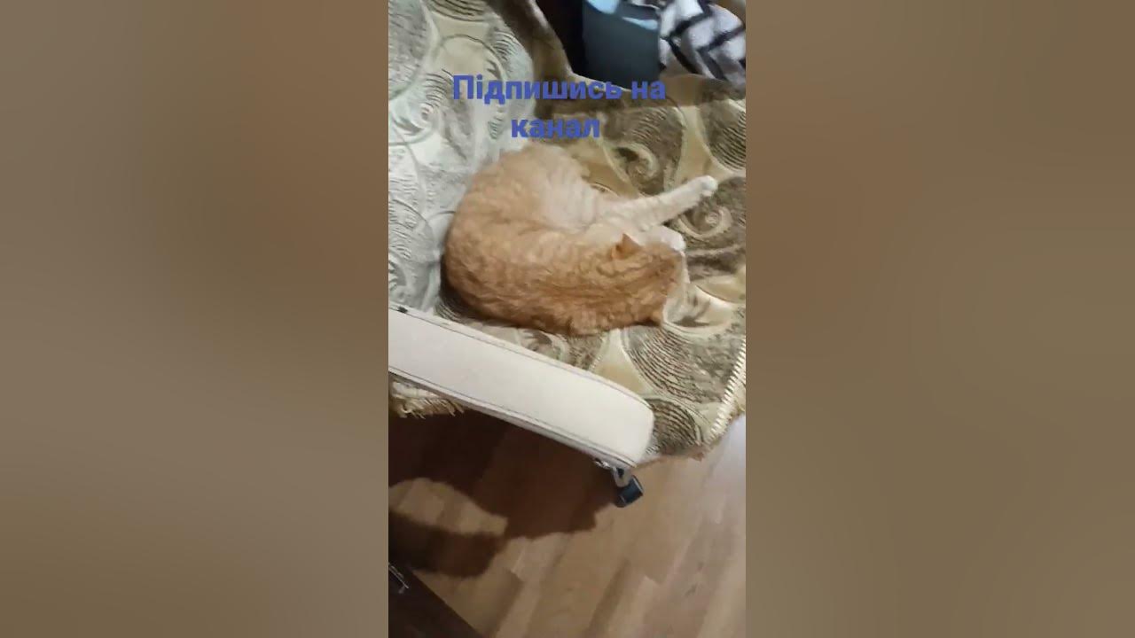 Котик так солодко спить!💙 ️🧡🤗 - YouTube