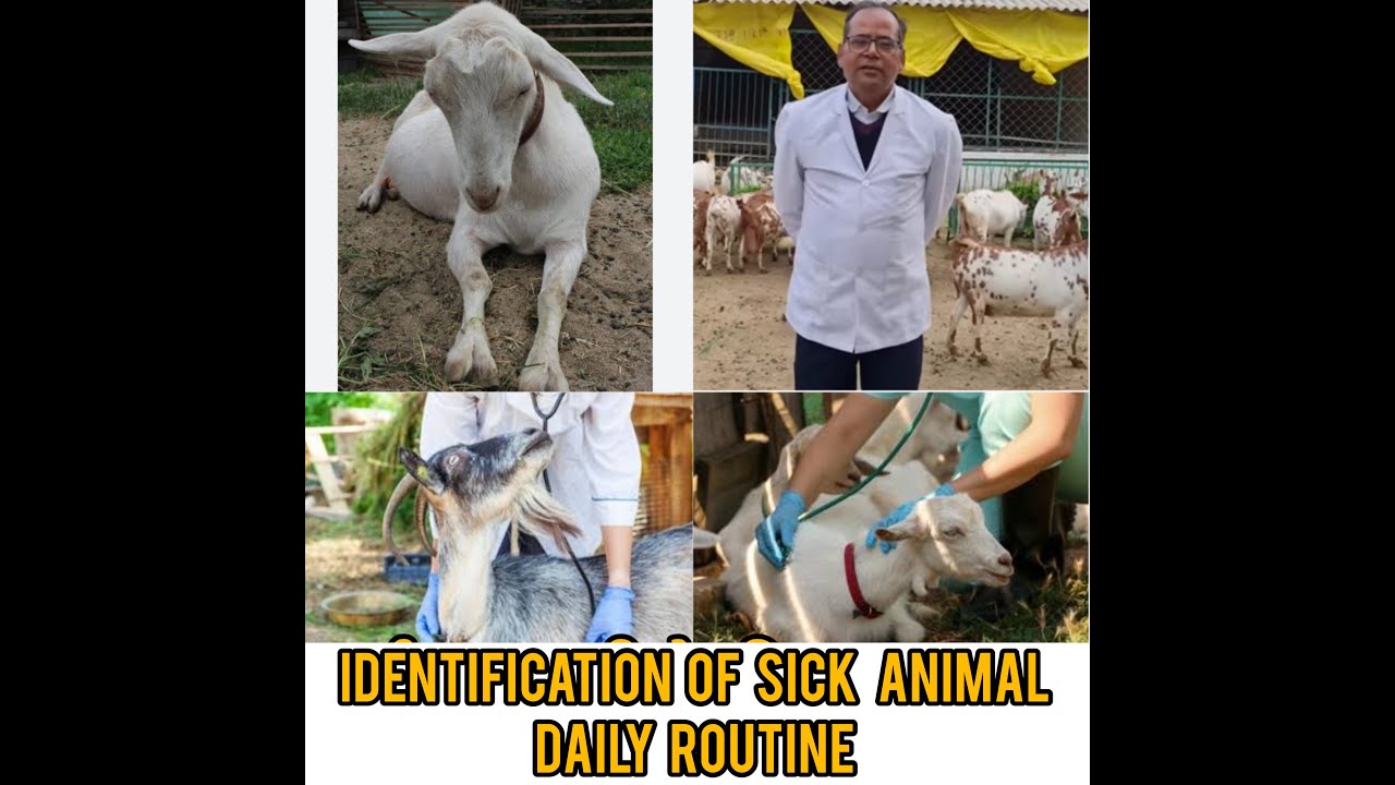 Identification of sick animal - YouTube