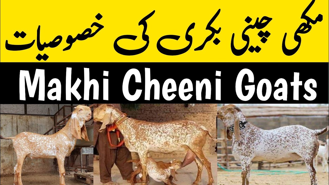 Makhi Cheeni Bakryan | Makhi Cheeni Goat ki Maloomat | Makhi Cheeni ...