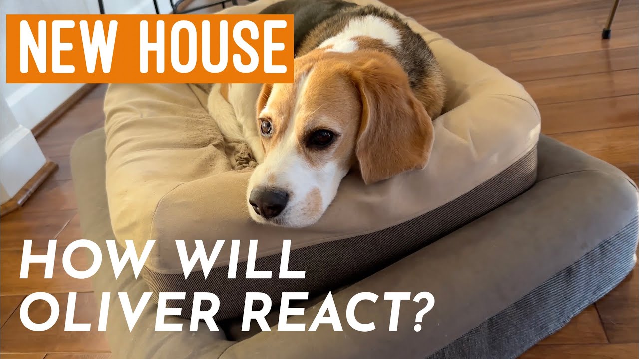 Cute beagle's new house - YouTube