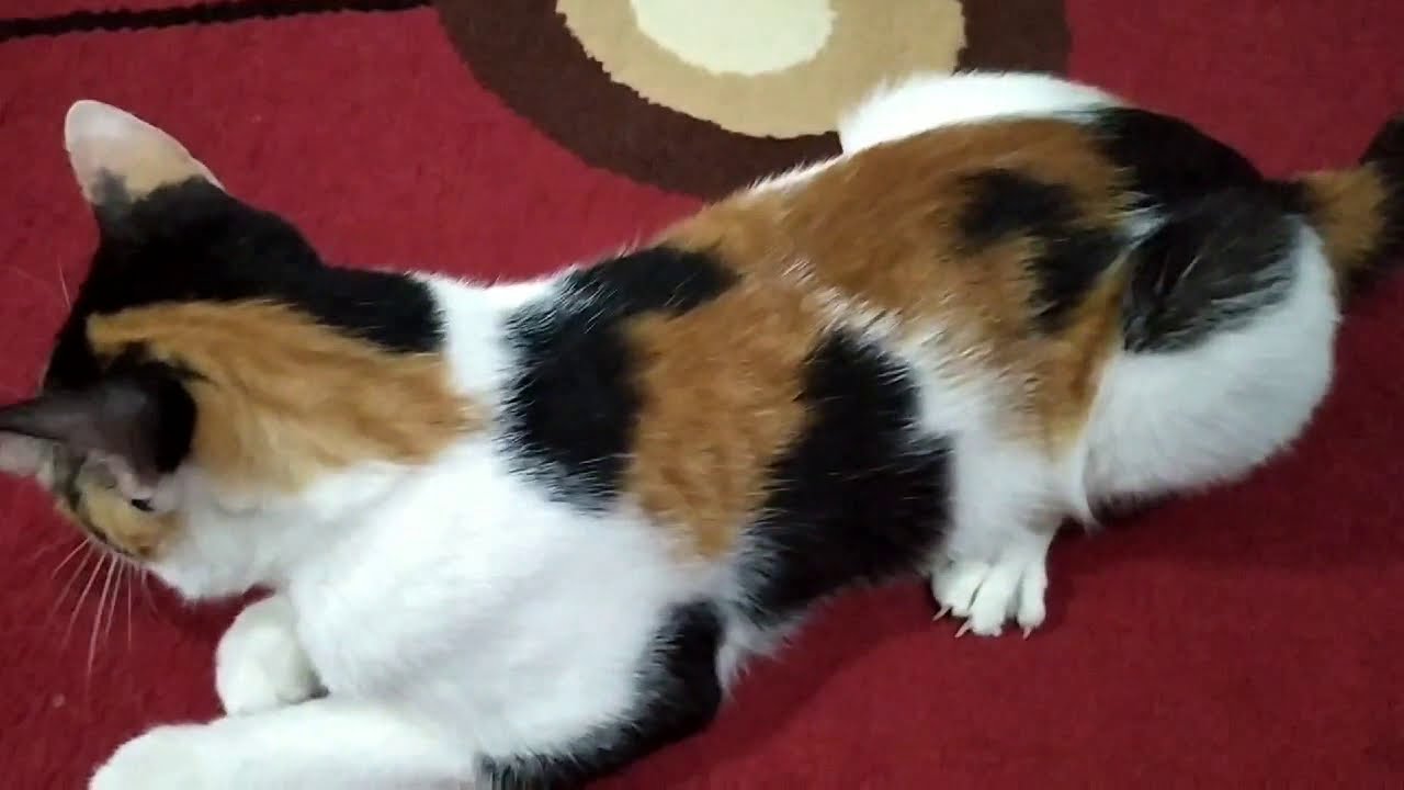 KUCING TELON JANTAN USIA 11 BULAN, SEHAT GEMUK DAN LINCAH - YouTube
