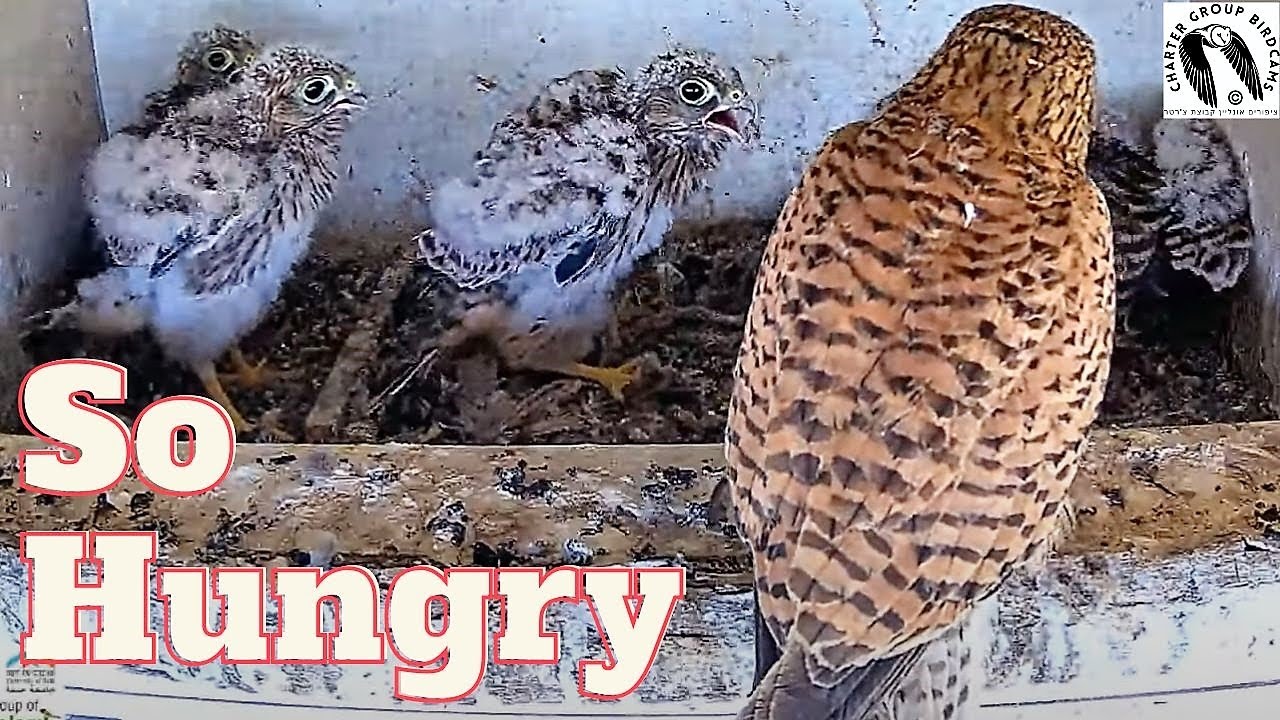 Kestrel nestlings get a songbird for dinner - YouTube