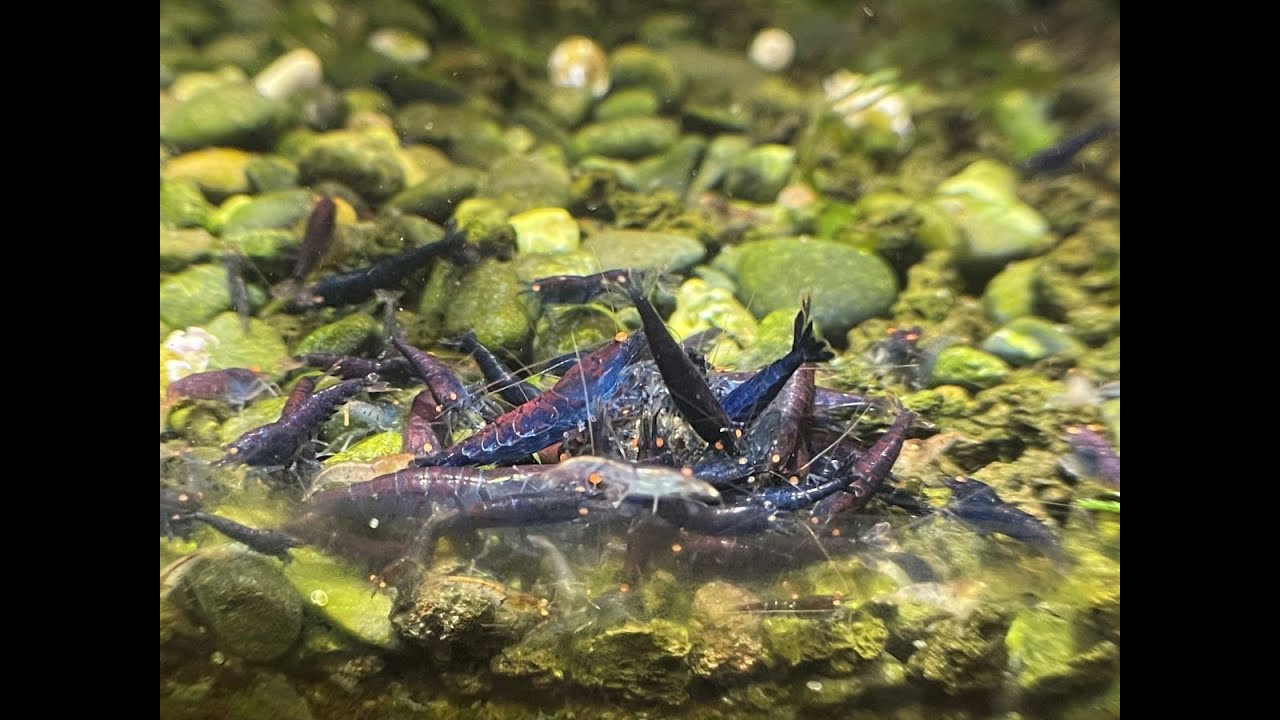 OE Blue Tiger Shrimp - YouTube