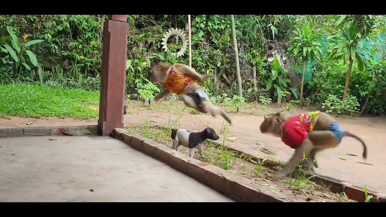 Lovely monkey Koko very happy playing around the house - YouTube