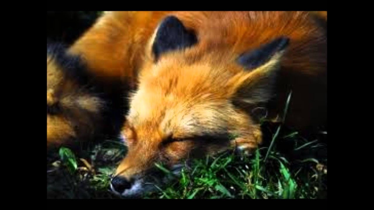 Fox Penning - YouTube
