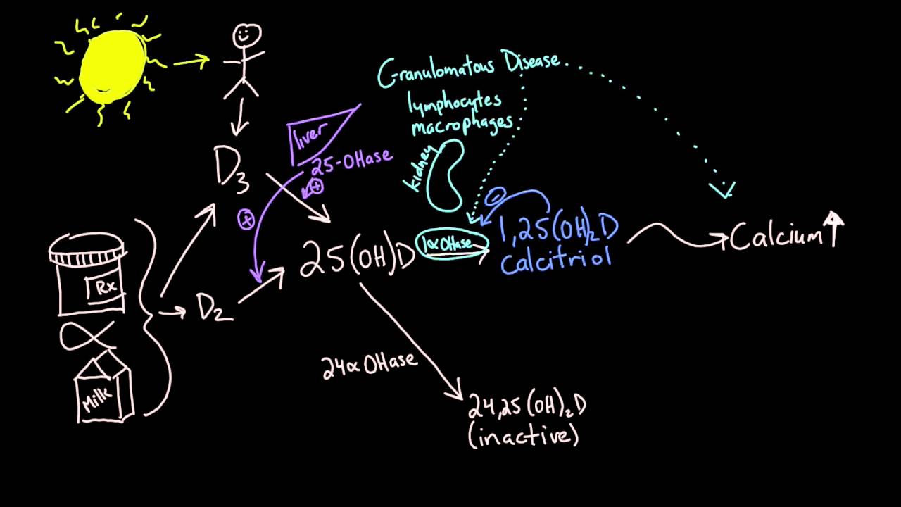 Vitamin D metabolism - YouTube