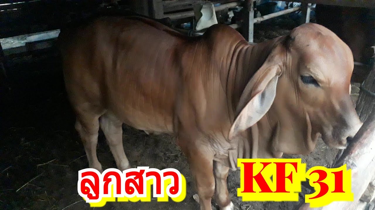#ผลงานลูกสาว #KF31 ที่เกิดจากแม่บรามันลูกผสม(ขออภัยภาพไม่ค่อยชัด)@เดียว ...