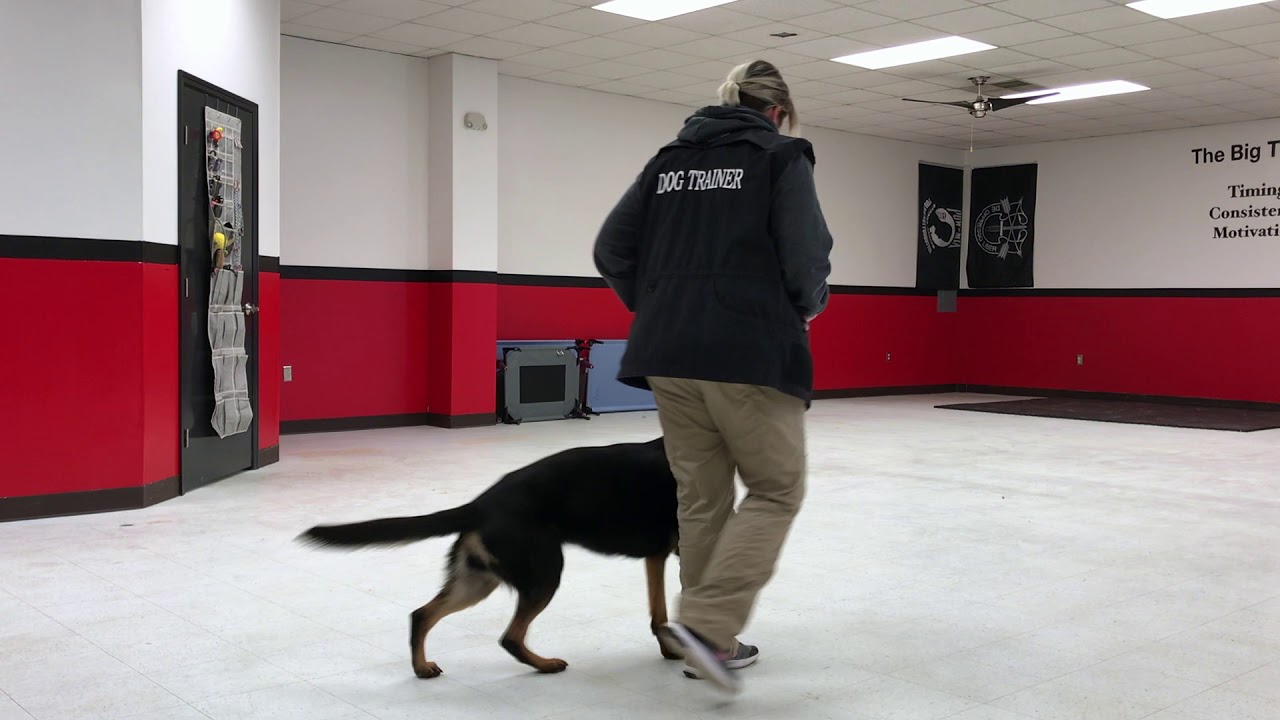 Working-line German Shepherd - YouTube