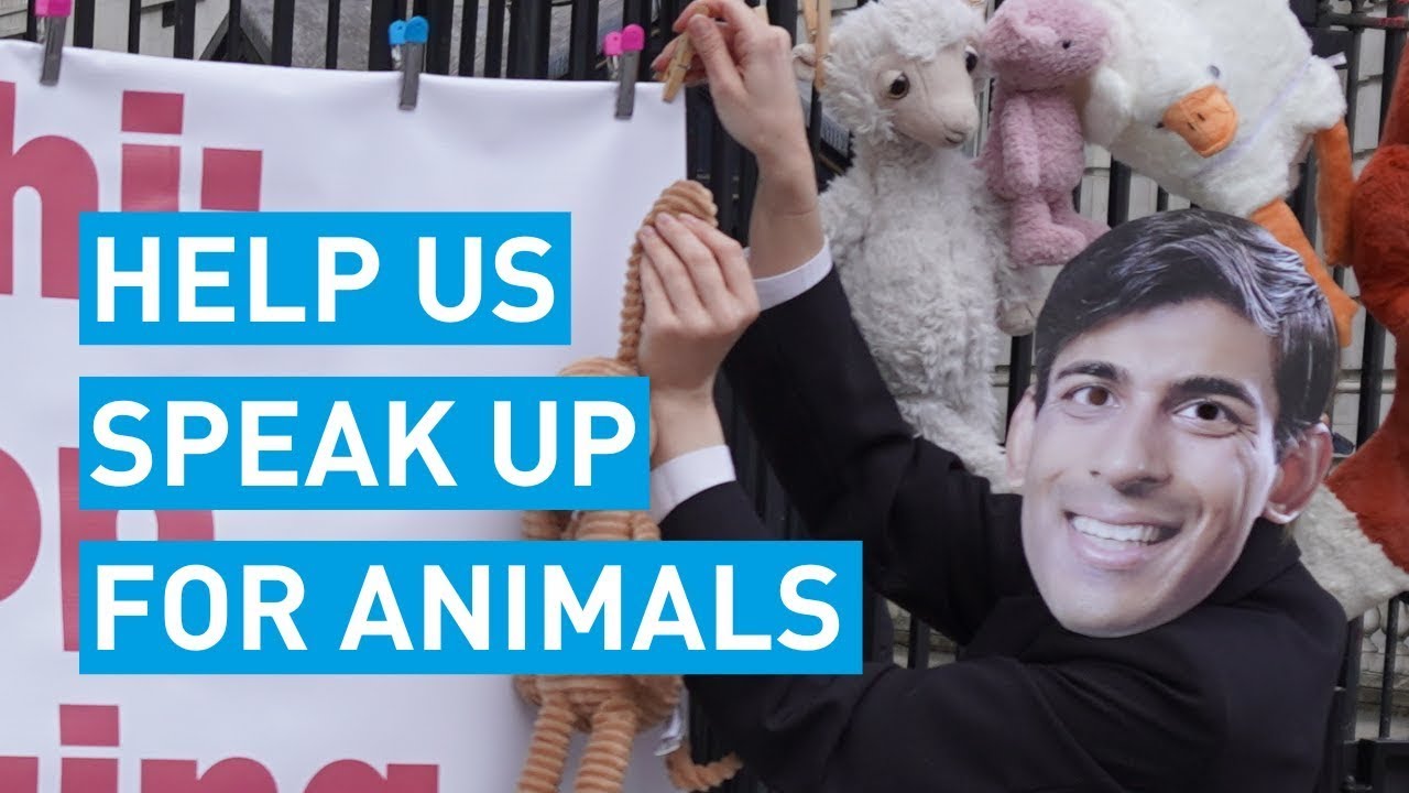 Rishi Sunak, stop hanging animals out to dry | FOUR PAWS UK - YouTube
