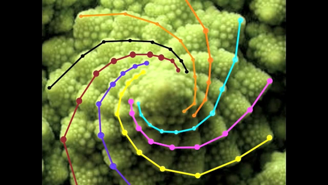 Phyllotaxis in a broccoflower - YouTube