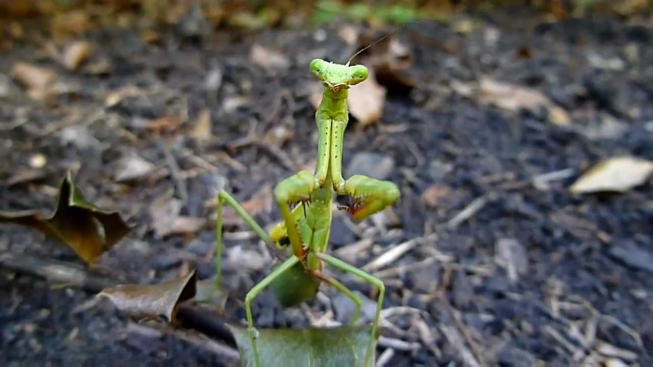 Praying Mantis - YouTube