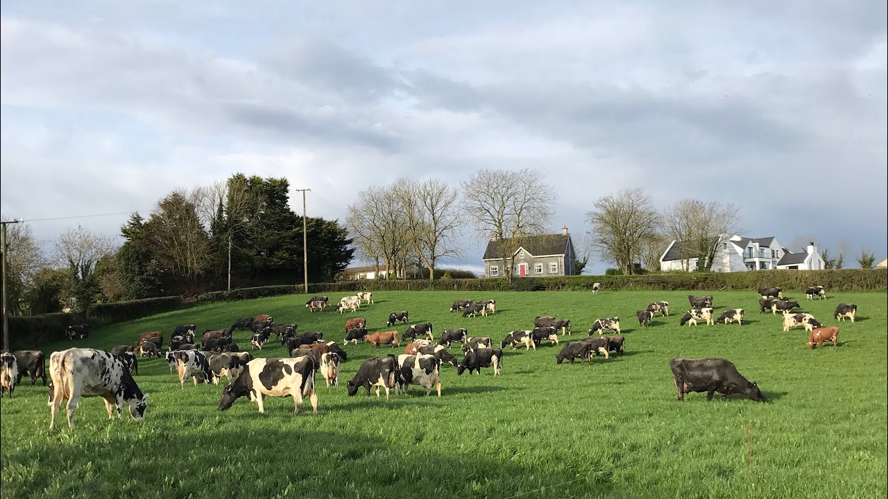 Cows go out for the first time in 6 months! - YouTube