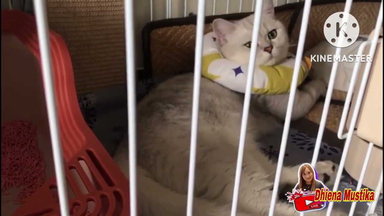 KUCING HABIS SUNAT 🐈 😱 - YouTube