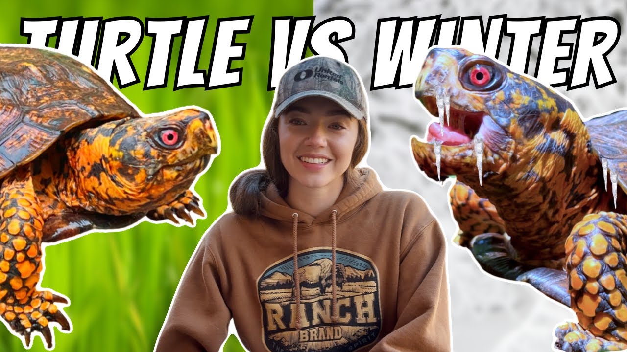 Preparing My Turtle For The Winter! - YouTube