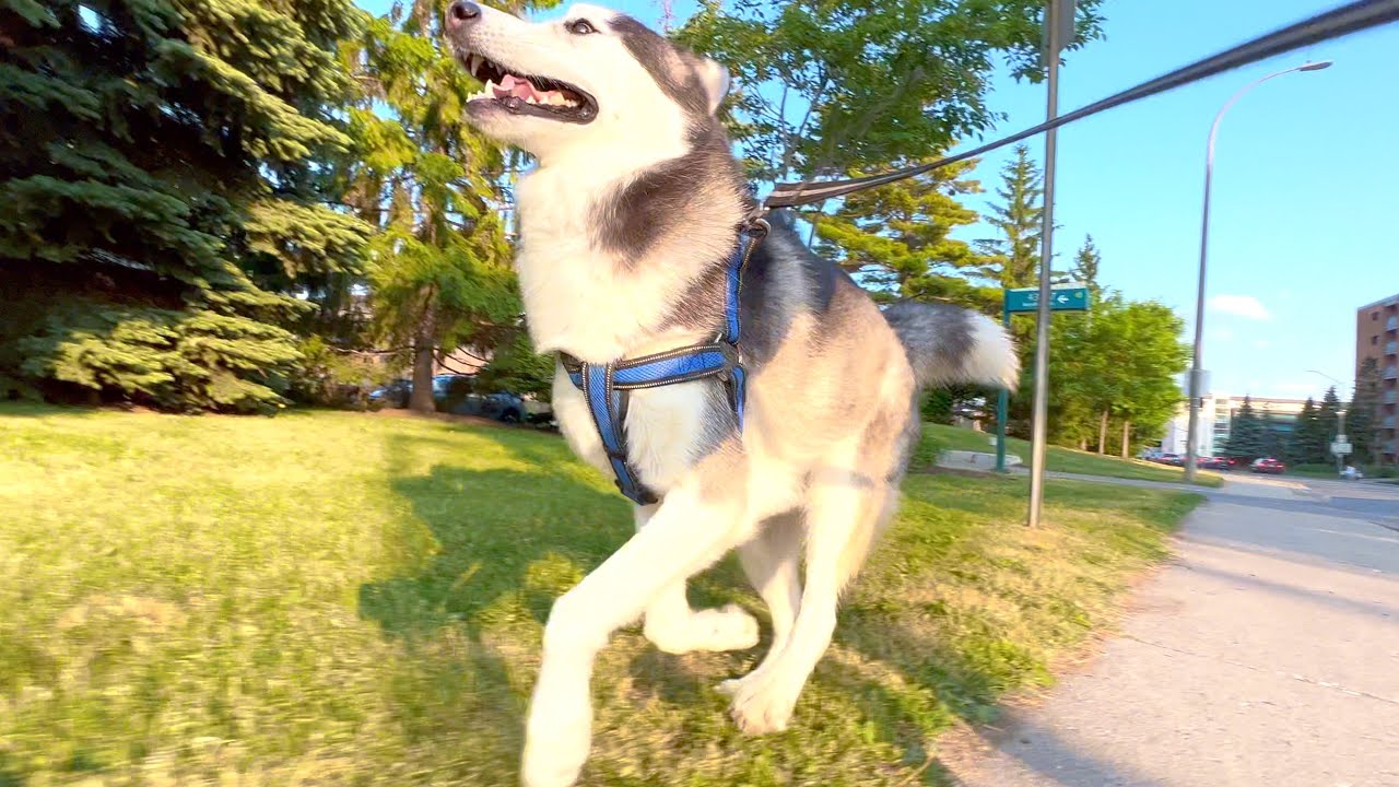 Mya The Husky VLOG Episode 13: Longboarding!!! 🌊 - YouTube
