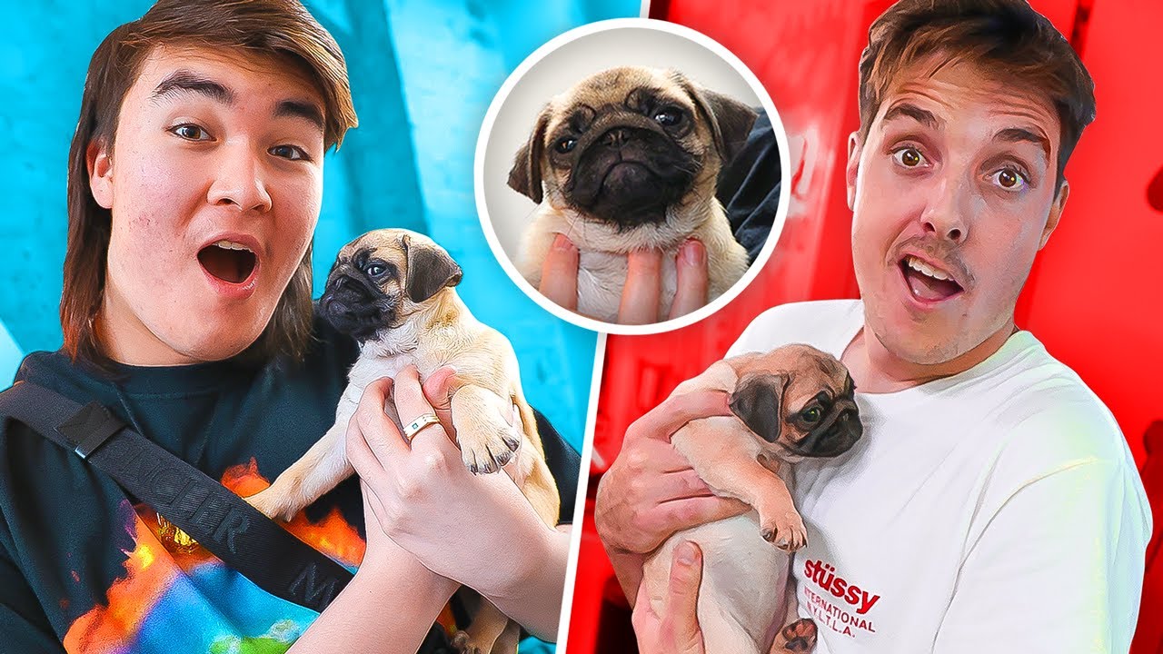 SURPRISING LAZARBEAM OFFICE WITH CUTE PUPPY - YouTube