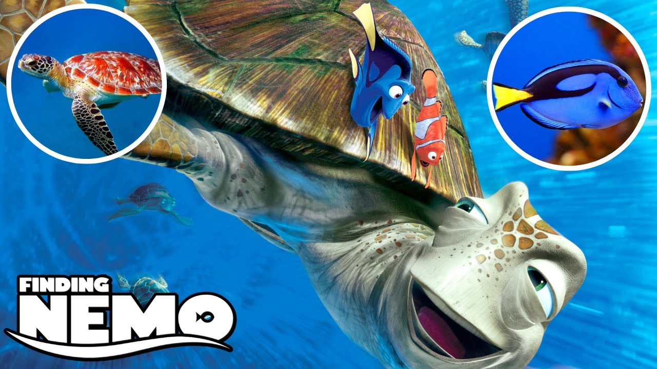 Learn Animals with 'Finding Nemo' | 06 | Wildlife Adventure | Storyline ...