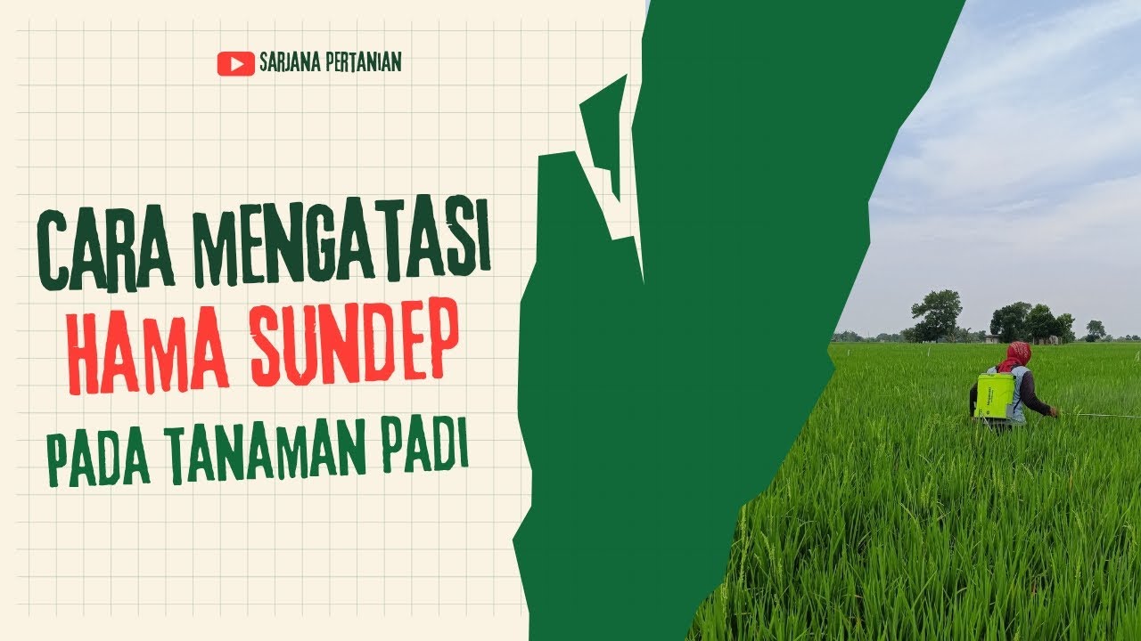 INSEKTISIDA PALING AMPUH ATASI SUNDEP PADA PADI | Cara Pengendalian ...