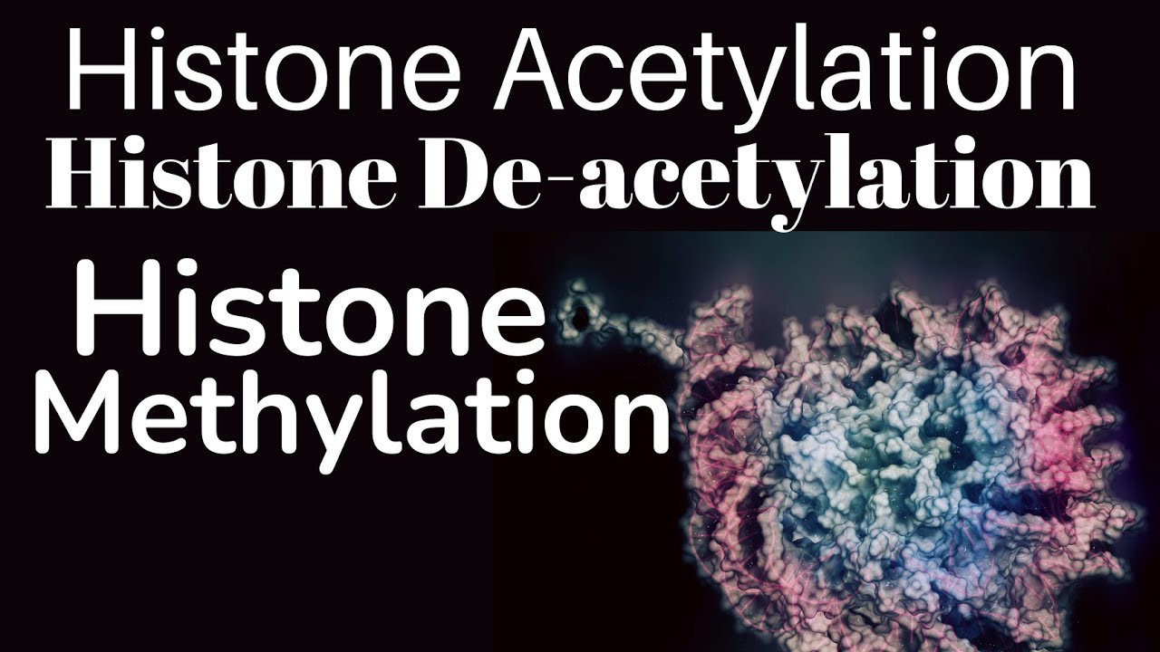 Histone modification in Hindi | Histone acetylation and methylation - YouTube