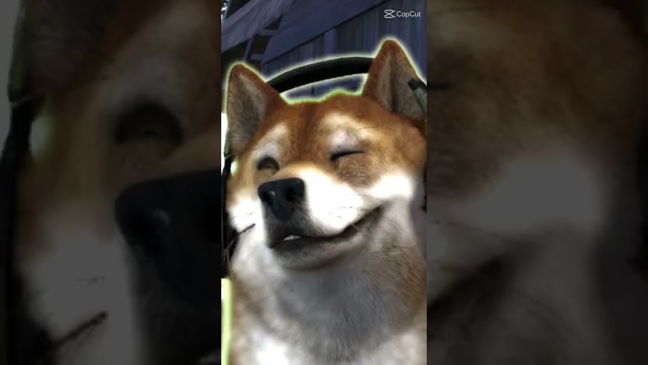 obit si anjing - YouTube