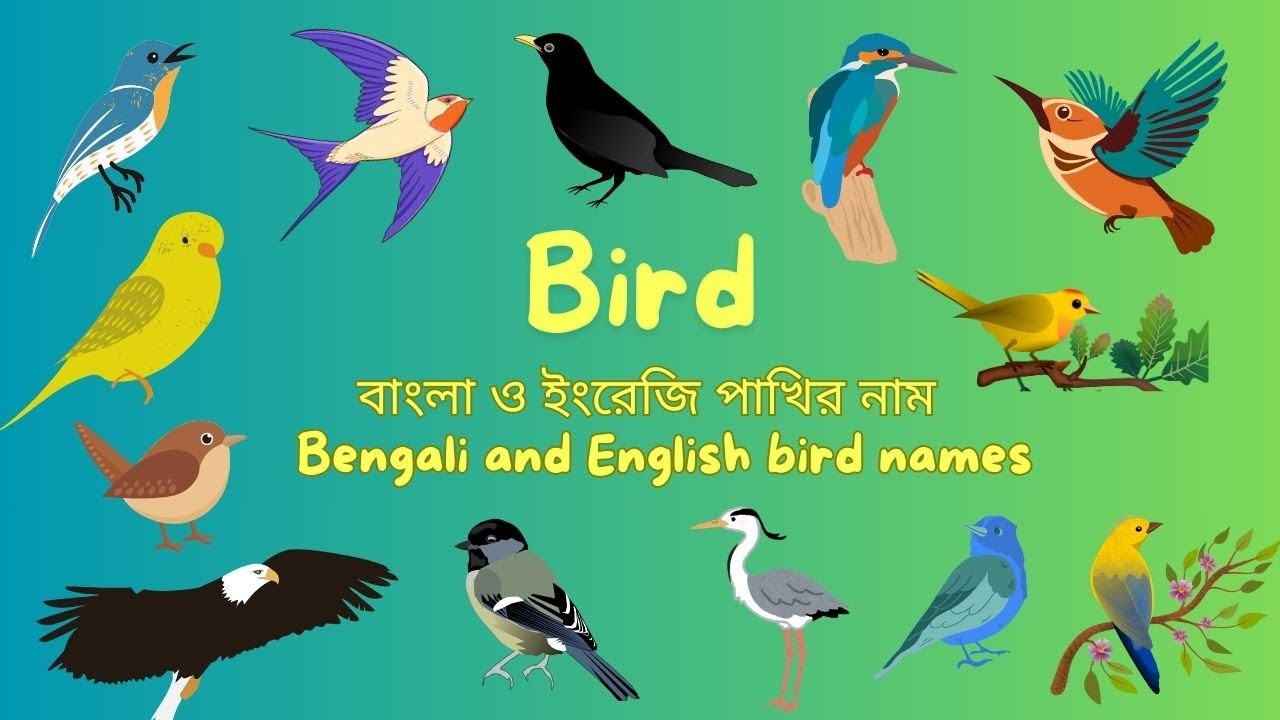 Bird Names in Bengali And English //পাখির নাম বাংলা এবং ইংরেজিতে Part 1 ...