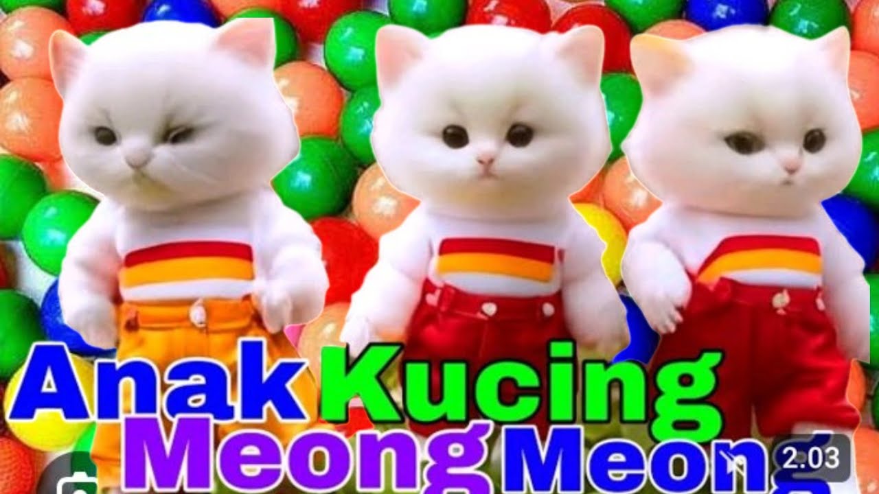 KUCING MEONG MEONG GULING-GULING 😂MEONG DANCE 🤗 KOMPILASI VIDIO KUCING ...