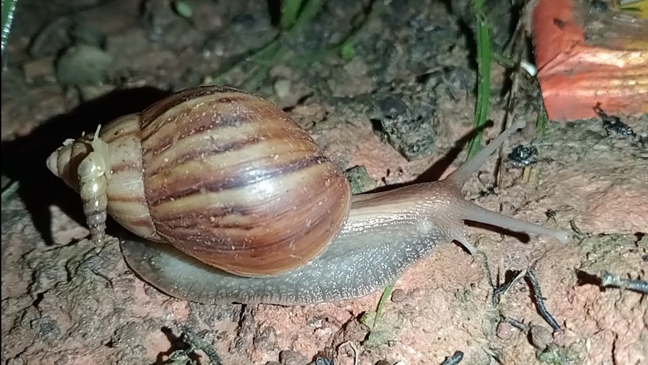 siput bekicot snails - YouTube