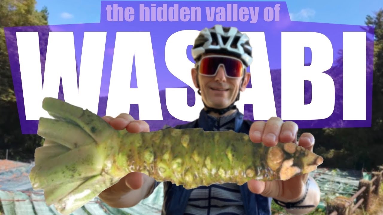 Discover the WASABI Valley on a Specialized Aethos Pro - Dream Rides in Japan - Shizuoka 2022 ...