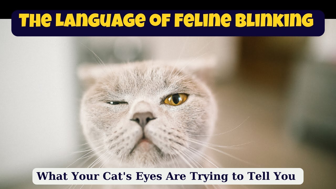 The Language of Feline Blinking | YourCat's Eyes Are Trying to Tell You ...