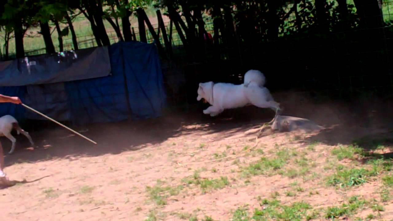 Samoyed Herding Sheep: "Irish" - YouTube