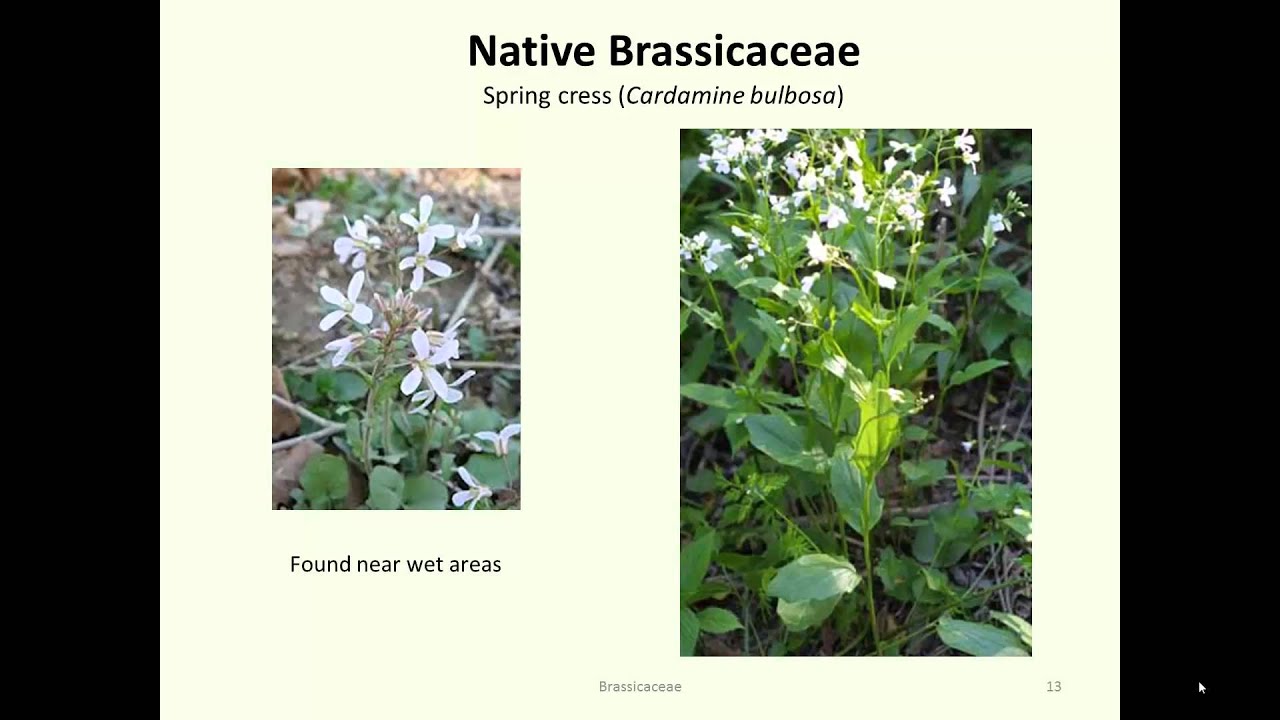 Brassicaceae - YouTube